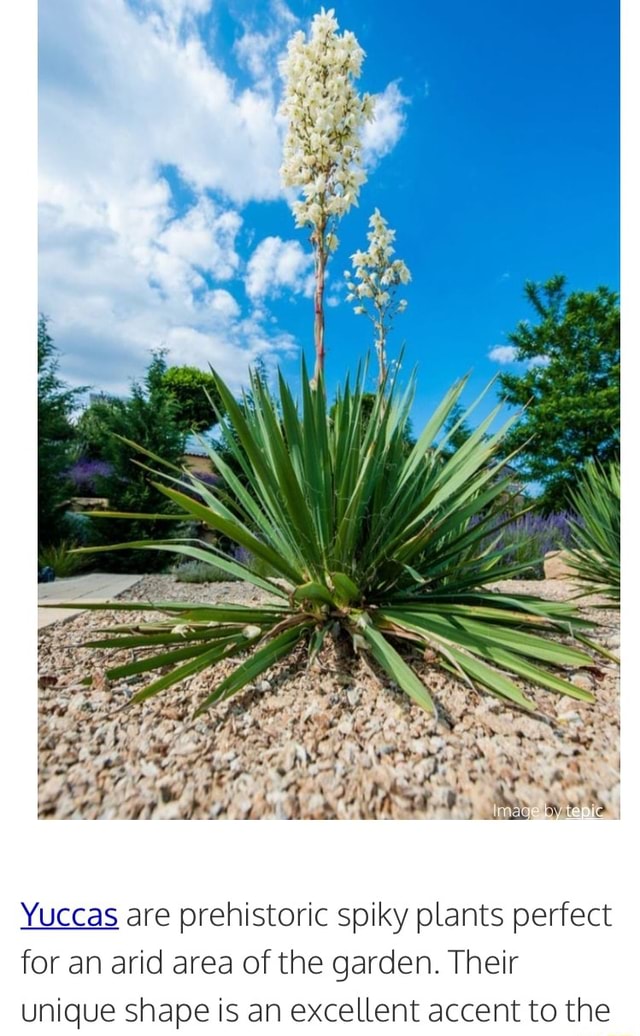 Od Yuccas are prehistoric spiky plants perfect for an arid area of the ...
