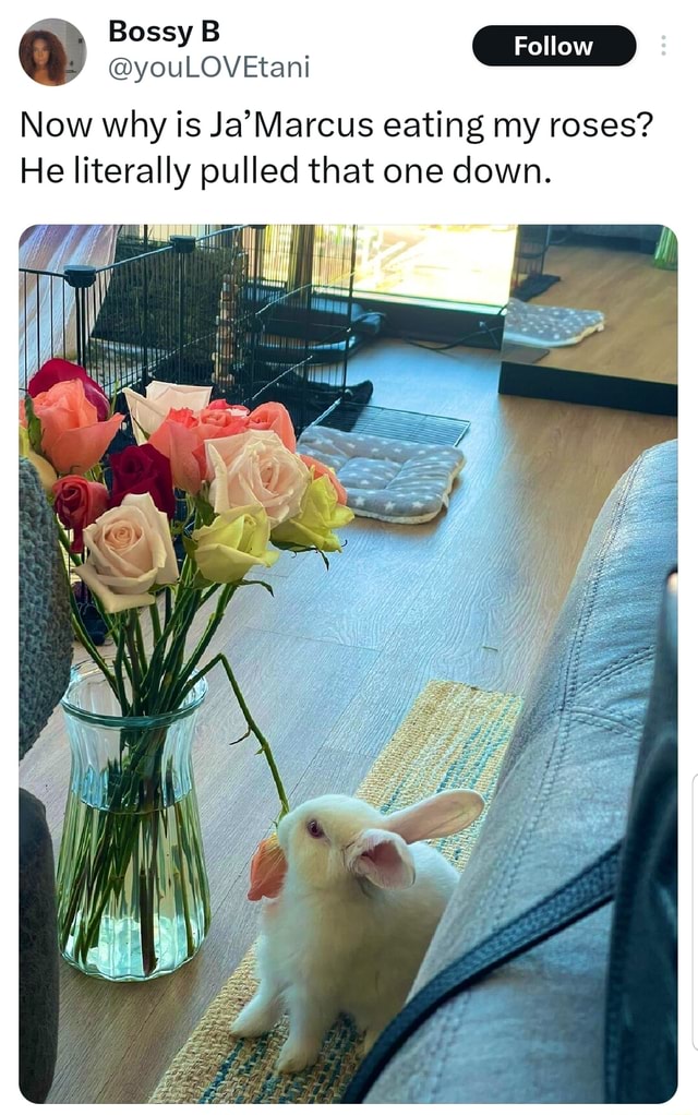 Bossy B Foll Now why is Ja'Marcus eating my roses? He literally pulled that one down. - iFunny