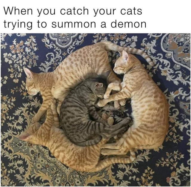 When you catch your cats trying to summon a demon - America’s best pics ...