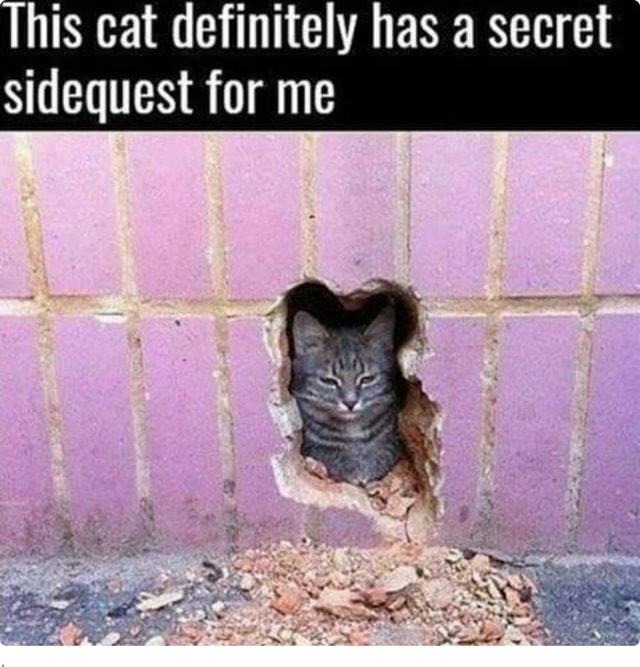This cat definitely has a secret sidequest for me - iFunny