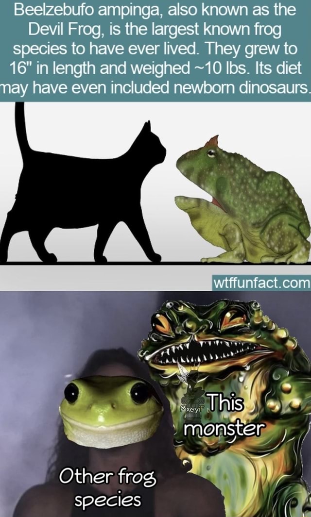 Beelzebufo ampinga. also known as the Devil Frog, is the largest known ...