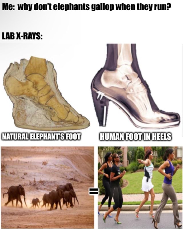 Me: why don't elephants gallop when they run? LAB X-RAYS: NATURAL ...