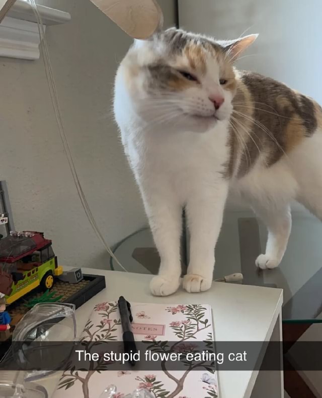 The stupid flower cating cat - iFunny