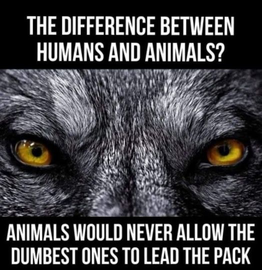THE DIFFERENCE BETWEEN HUMANS AND ANIMALS? ANIMALS WOULD NEVER ALLOW ...