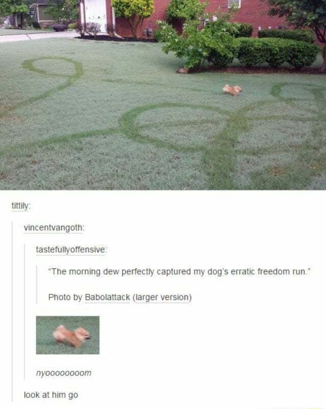 Tittily. vincentvangoth: offensive "The morning dew perfectly captured ...