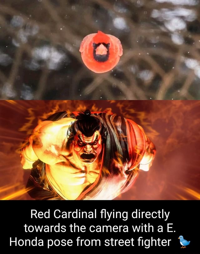 Red Cardinal flying directly towards the camera with a E. Honda pose ...