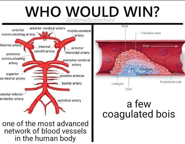WHO WOULD WIN? @memedicalschoal anterior anterior cerebral artery ...