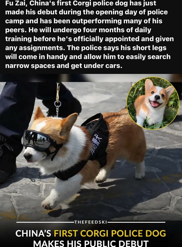 Fu Zai, China's first Corgi police dog has just made his debut during ...