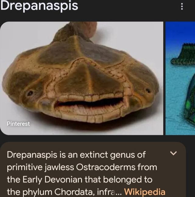 Drepanaspis Pinterest Drepanaspis is an extinct genus of primitive jawless Ostracoderms from the ...