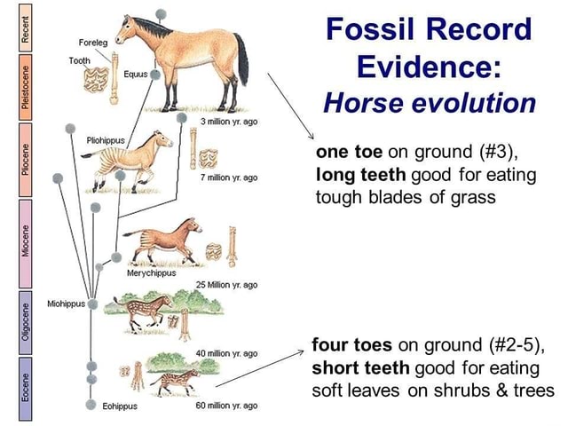 Fossil Record Evidence: \ Horse evolution Pleistocene Pliocene Miocene ...