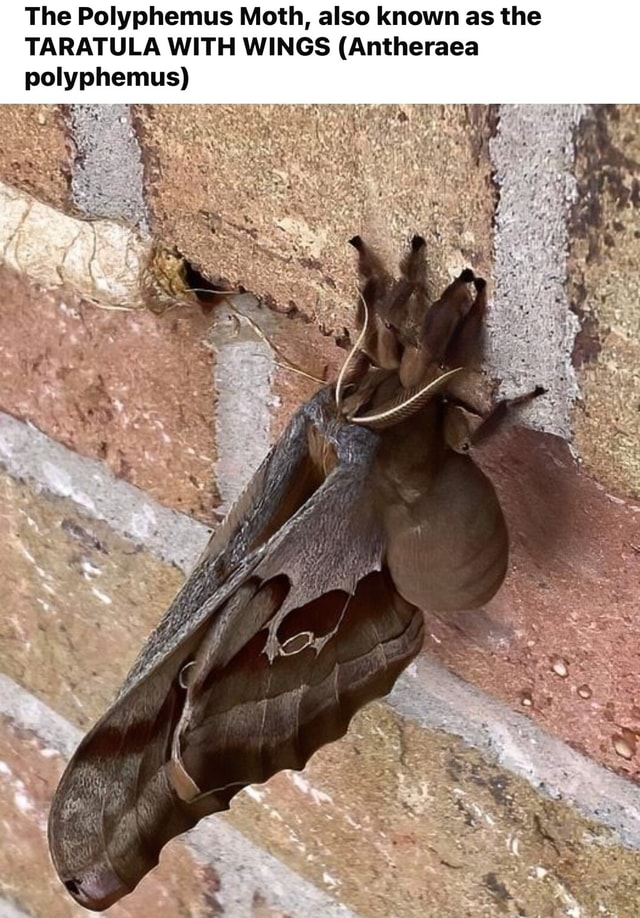 The Polyphemus Moth, also known as the TARATULA WITH WINGS (Antheraea polyphemus) - )