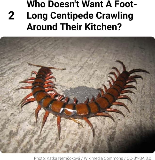Who Doesnt Want A Foot- 2 Long Centipede Crawling Around Their Kitchen ...