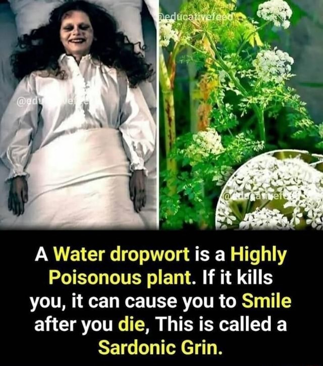 A Water dropwort is a Highly Poisonous plant. If it kills you, it can ...