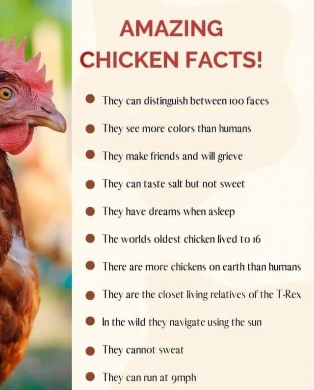 AMAZING CHICKEN FACTS! They can distinguish between 100 faces They see ...