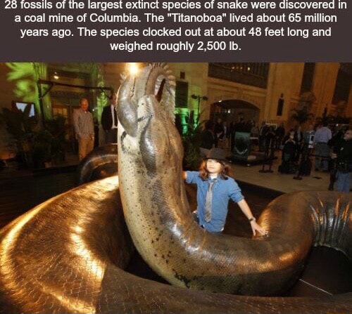 Fossils of the largest extinct species of snake were discovered In a ...