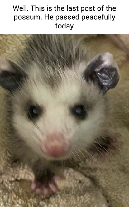 Well. This is the last post of the possum. He passed peacefully today ...
