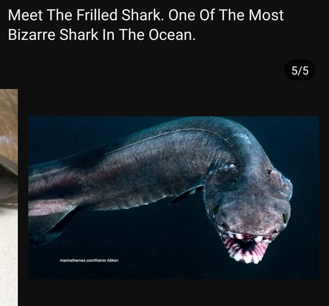 Meet The Frilled Shark. One Of The Most Bizarre Shark In The Ocean ...