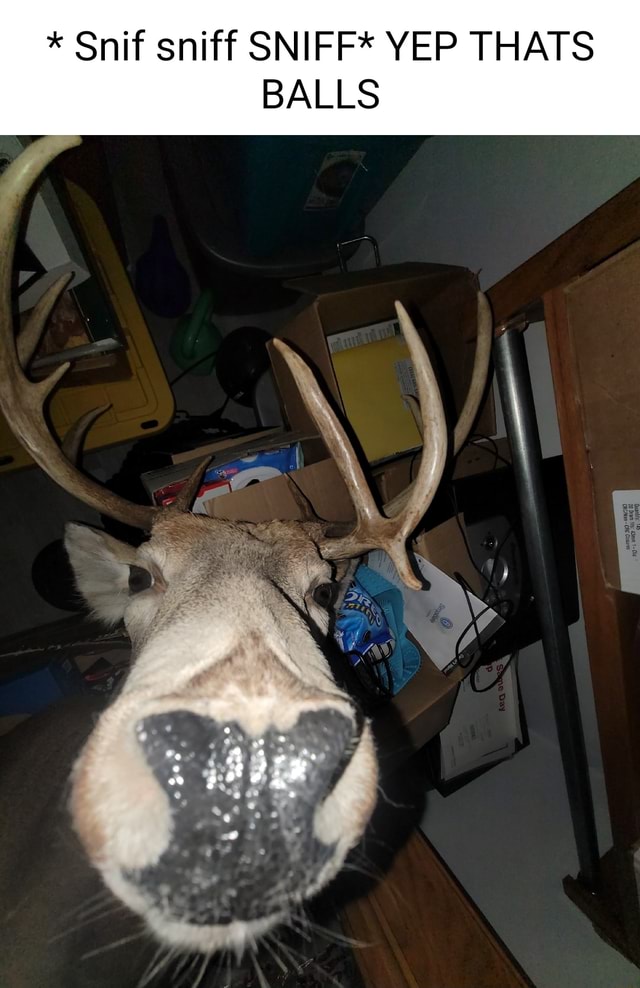 * Snif sniff SNIFF* YEP THATS BALLS - iFunny