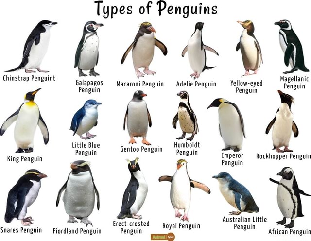 Types of Penguins Chinstrap Penguint Galapagos Macaroni Penguin Penguin ...