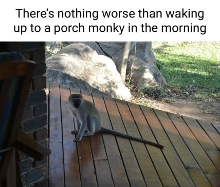 There's nothing worse than waking up to a porch monky in the morning ...