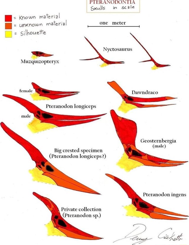 PTERANODONTIA Skulls in scale Known material = unknown material ...