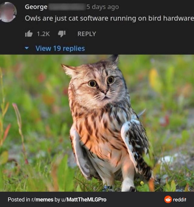 Owls are just cat software running on bird hardware 1@ 1.2K Bl REPLY ...