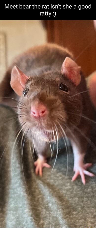 Meet bear the rat isn't she a good ratty - iFunny