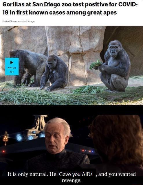 A single meme - Gorillas at San Diego zoo test positive for COVID- 19 ...