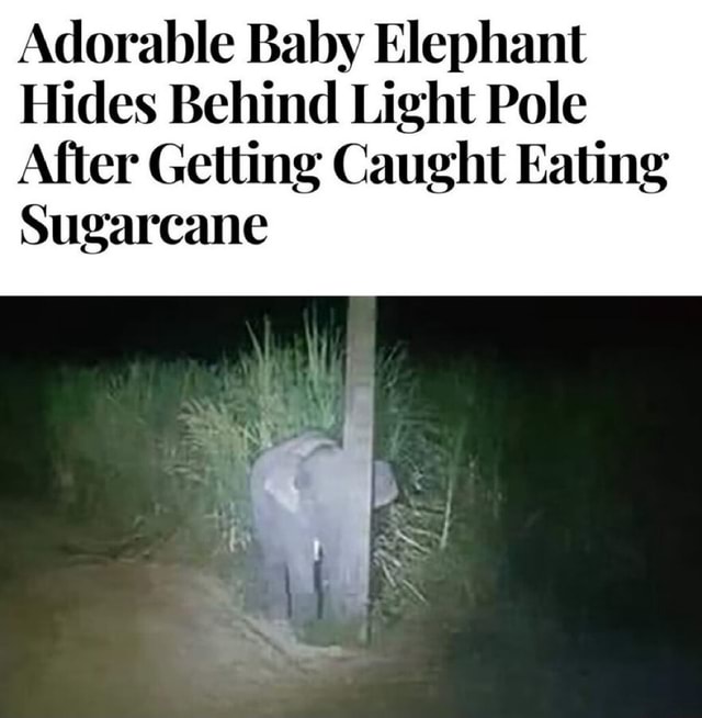 Adorable Baby Elephant Hides Behind Light Pole After Getting Caught ...
