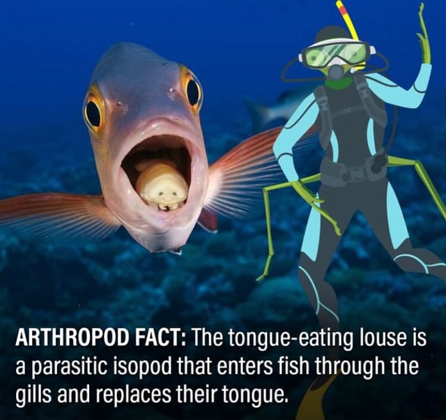 ARTHROPOD FACT: The tongue-eating louse is a parasitic isopod that ...