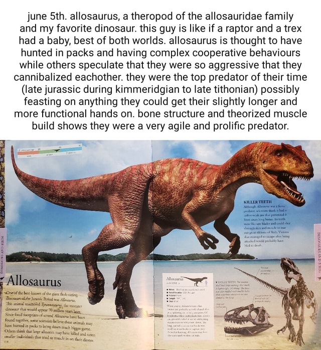 June Sth. allosaurus, a theropod of the allosauridae family and my ...