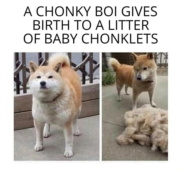 A CHONKY BOI GIVES BIRTH TO A LITTER OF BABY CHONKLETS - iFunny