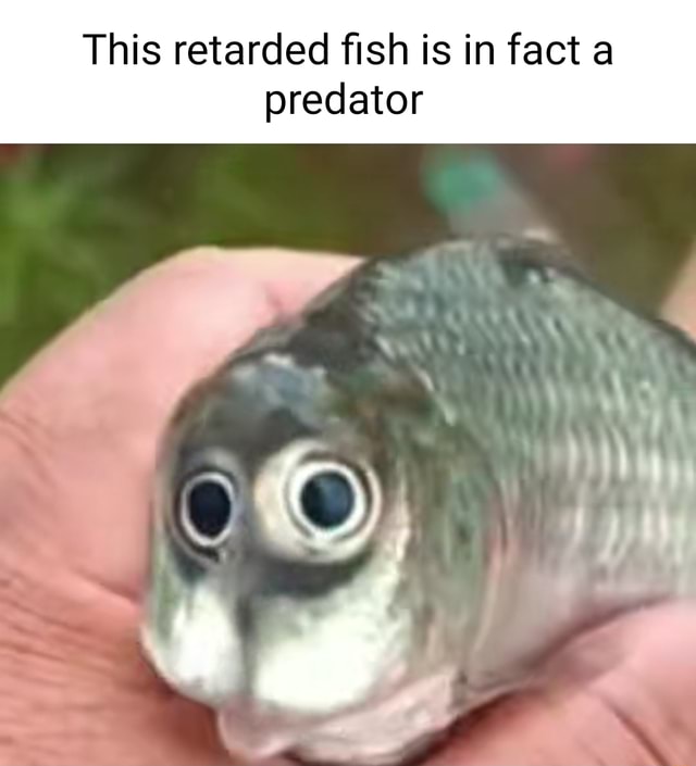 This retarded fish is in fact a predator - iFunny