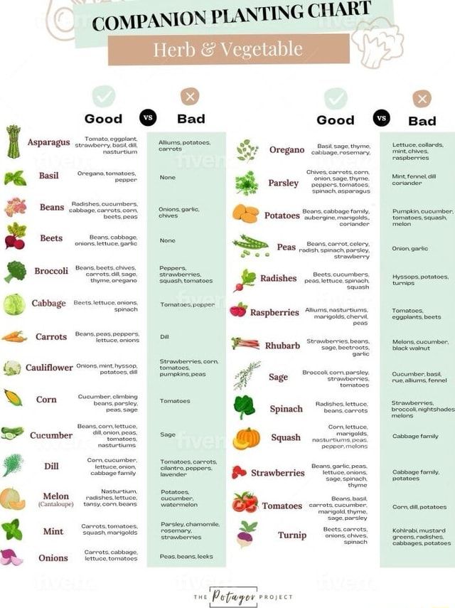 COMPANION PLANTING CHART Herb Vegetable Good @ Bad Asparagus li PE ...