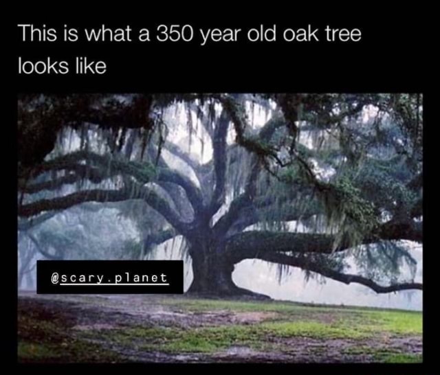 This is what a 350 year old oak tree looks like @scary. planet ...
