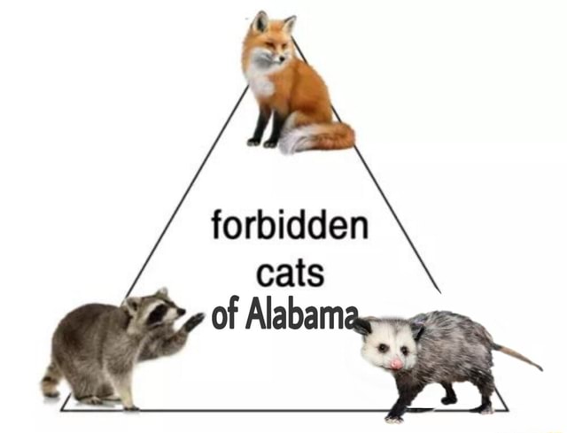 Forbidden cats; yellowhammer edition - iFunny
