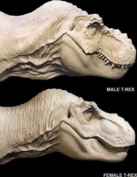 Male T Rex Female Ifunny