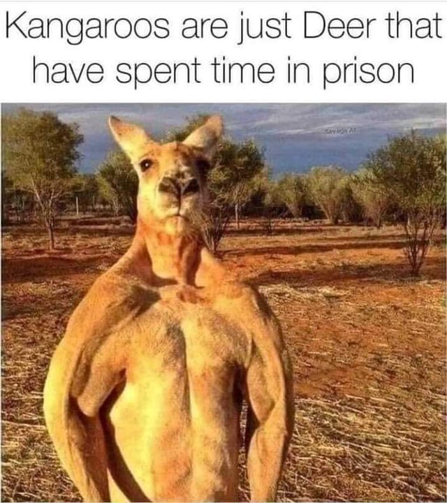 Kangaroos are just Deer that have spent time in prison - America’s best ...