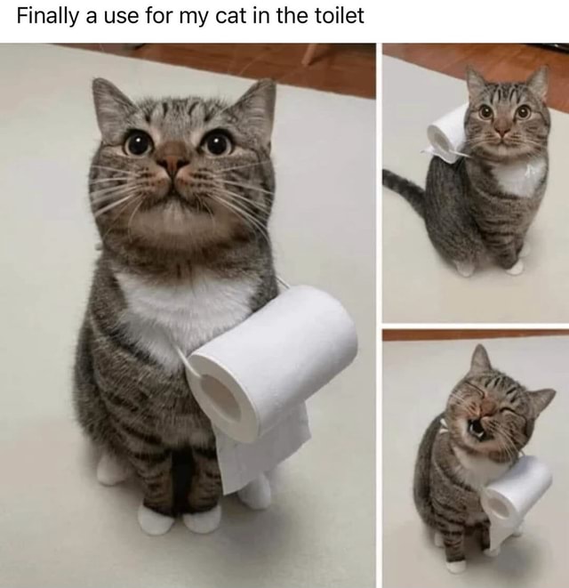 Catmemes catmemesdaily cat kitten instacat catmemesarethebest memecat ...