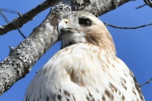 Red tailed hawk. Maine. - America’s best pics and videos