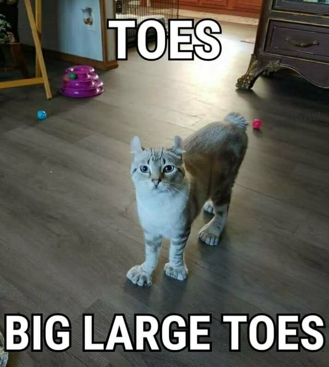 TOES BIG LARGE TOES - iFunny
