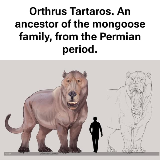 Orthrus Tartaros. An ancestor of the mongoose family, from the Permian ...