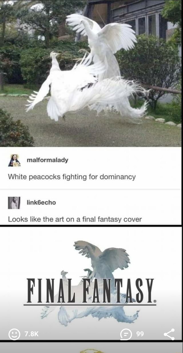 All Malformalady White Peacocks Fighting For Dominancy Linkgecho Looks Like The Art On A Final