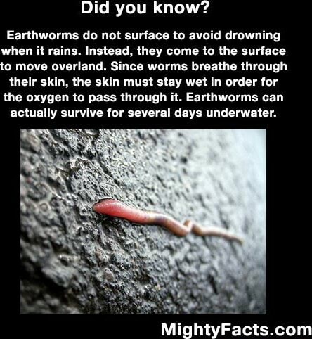 Did you know? Earthworms do not surface to avoid drowning when it rains ...