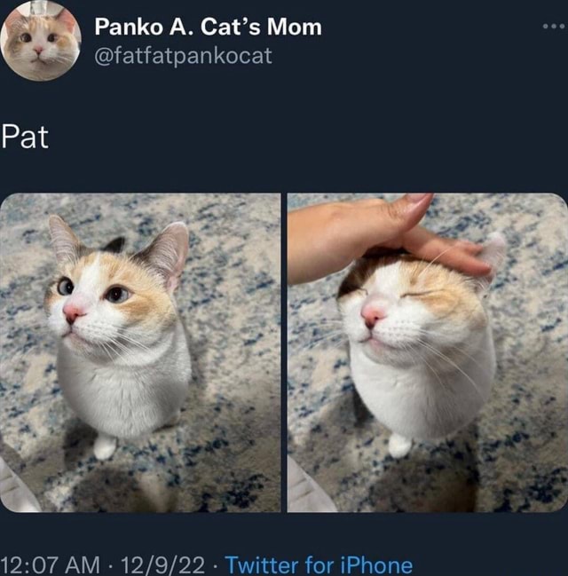 Panko A. Cat's Mom @fatfatpankocat Pat AM - - Twitter for iPhone - iFunny