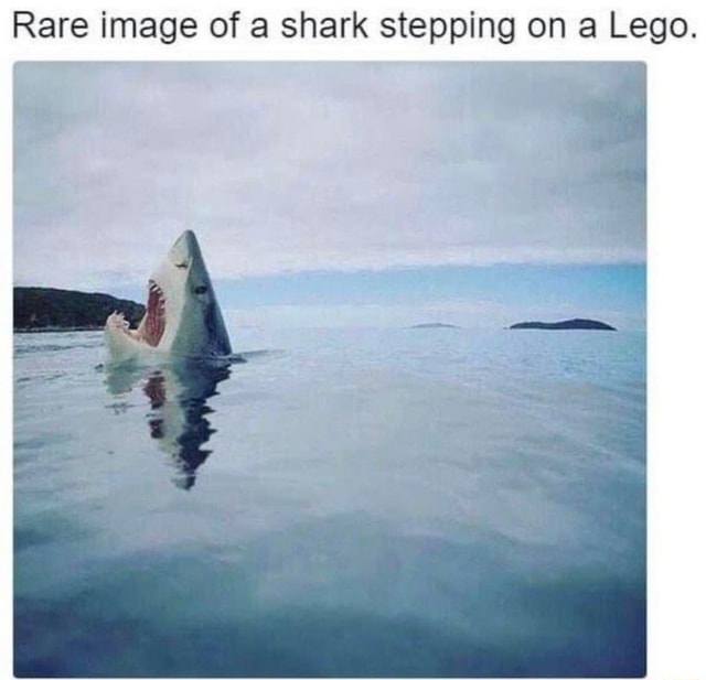 Rare image of a shark stepping on a Lego. - iFunny