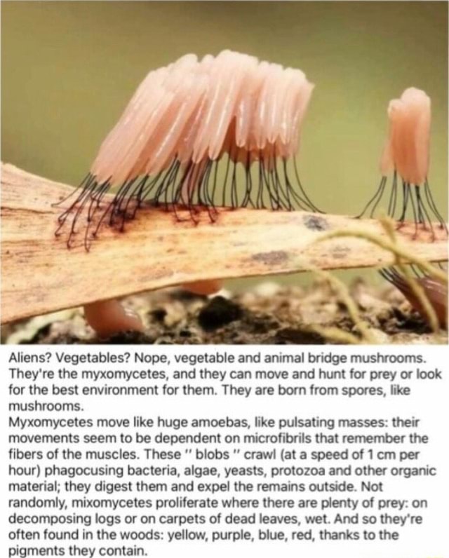 Aliens? Vegetables? Nope, vegetable and animal bridge mushrooms. They ...