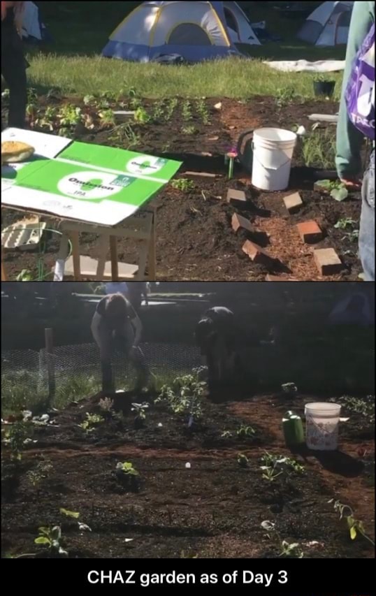 Tes as ET RGE CHAZ garden as of Day 3 - CHAZ garden as of Day 3 - iFunny