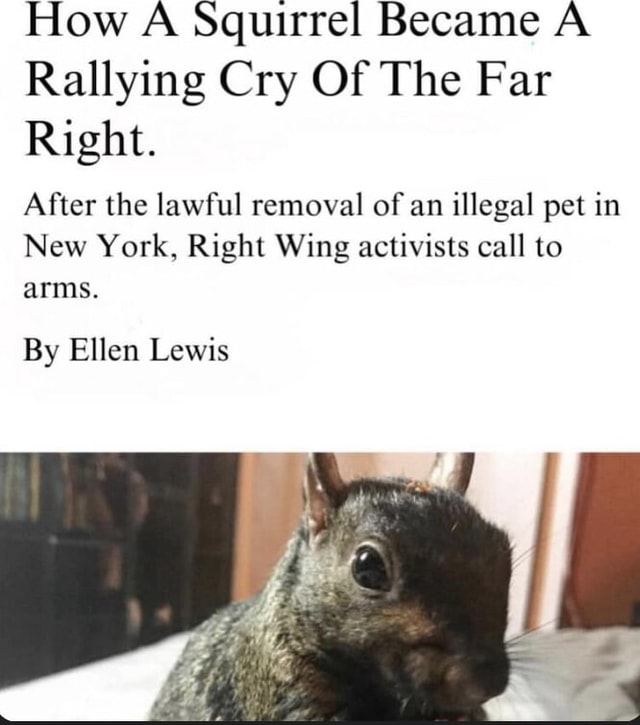 How A Squirrel Became A Rallying Cry Of The Far Right. After the lawful ...