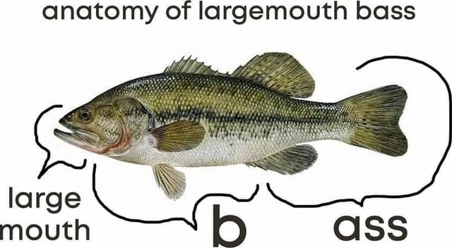 Anatomy of largemouth bass mouth b ass - iFunny
